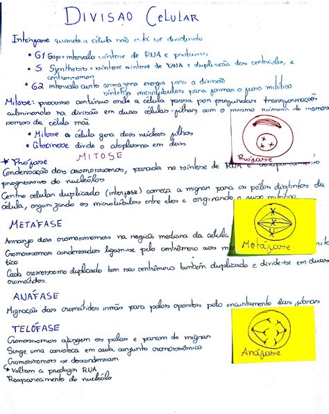 Divisão celular Biologia