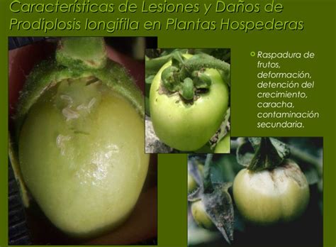 Plagas Y Enfermedades Del Tomate Gu A Completa Con Fotos