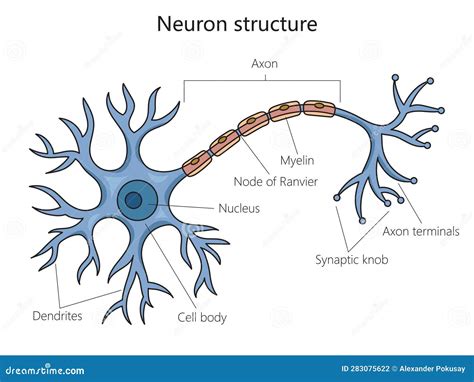 Neuron Structure Diagram Medical Science Stock Vector Illustration Of