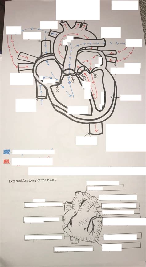 Heart Labeling Diagrams Diagram Quizlet