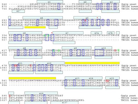 Structure Based Sequence Alignment Of Gyp P Tbc D And Tbc D Rabgap