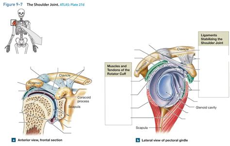 Anatomy Chapter Shoulder Joint Diagram Quizlet