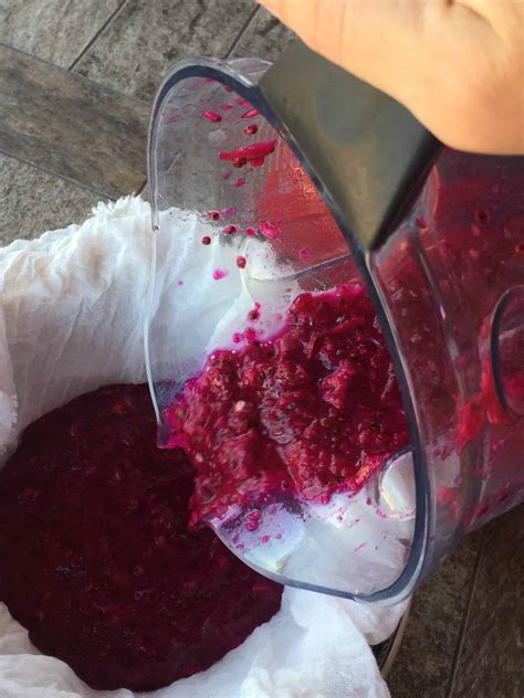 How To Harvest Prickly Pear And What To Do With Them Rural Living Today