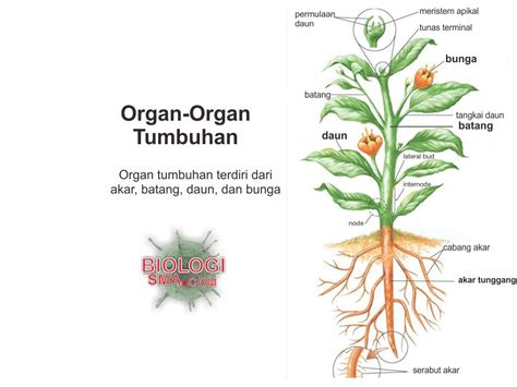 Gambar Batang Tumbuhan Cari