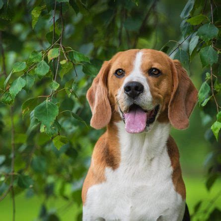 Saiba Tudo Sobre O Beagle Blog Polipet