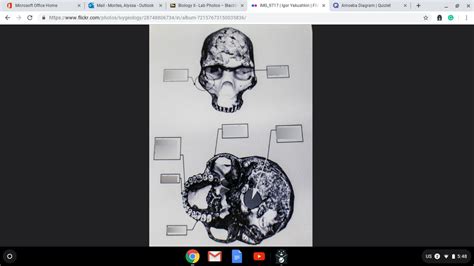 Lab Skulls Diagram Quizlet