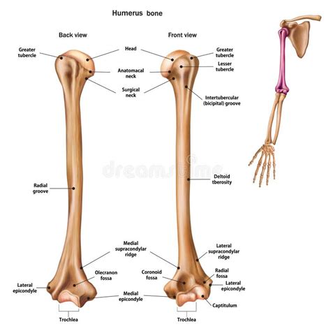 Ossos Do Pé Humano O Nome E a Descrição De Todos Os Locais Vista