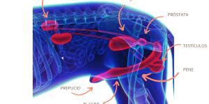 TUMOR TESTICULAR en perros síntomas causas y tratamiento