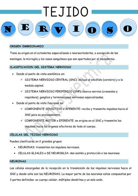 Tejido Nervioso Apuntesvet Micaarze Udocz