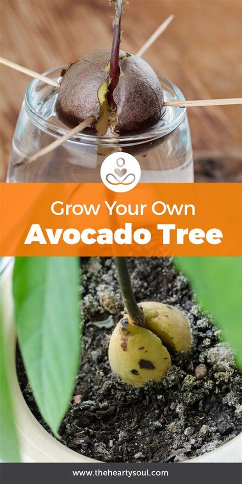 How To Grow An Avocado Tree In A Pot At Home Avocado Tree Growing An