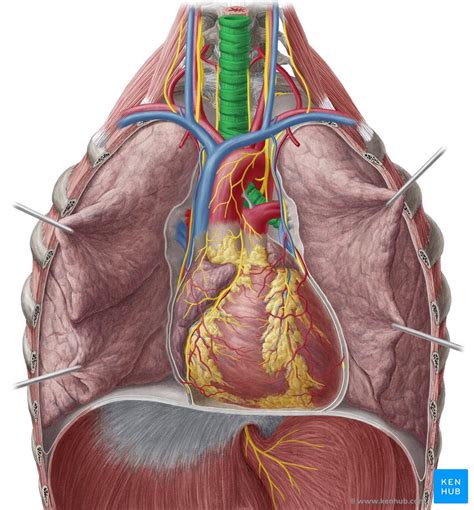 Cervical Fascias Superficial And Deep Fascial Layers Kenhub Free