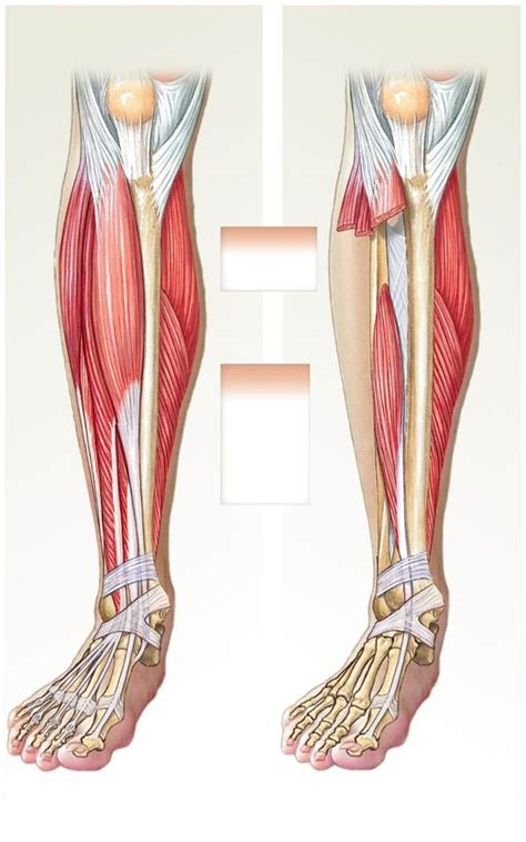 Extrinsic Muscles That Move The Foot And Toes Anterior View Diagram