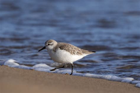 Territ De Tres Dits Correlimos Tridactilo Sanderling Flickr