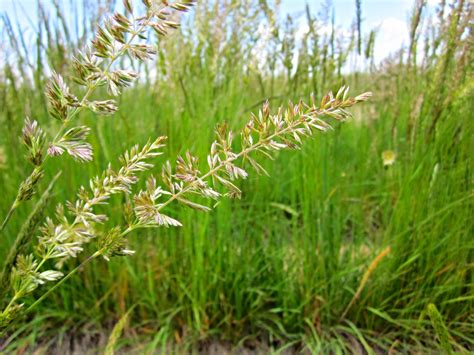 L H Seeds Pacific Northwest Native Seed