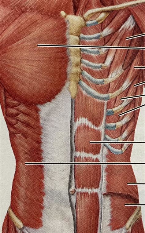 Anterior Torso Diagram Quizlet