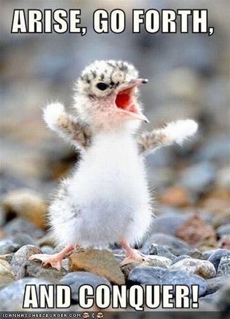 Funny Motivational Memes That Will Uplift Your Spirits