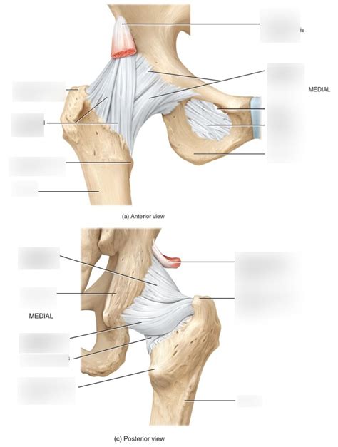Diagram Of Ligaments Of The Hip Quizlet