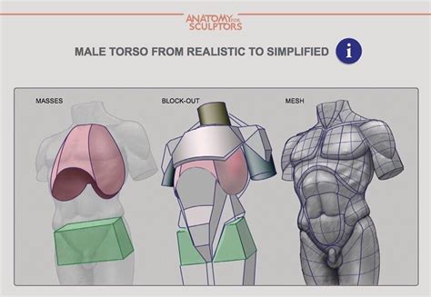 Anatomy For Sculptors On Instagram Male Torso From Realistic To