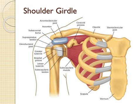 Shoulder Girdle Joints