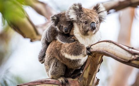 Voyage Australie Koalas Et Kangourous Terra Australia
