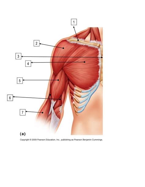 Anterior Shoulder And Arm Diagram Quizlet