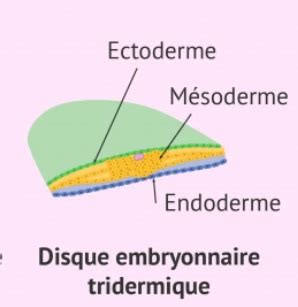 Cartilage Et Tissu Osseux Karteikarten Quizlet