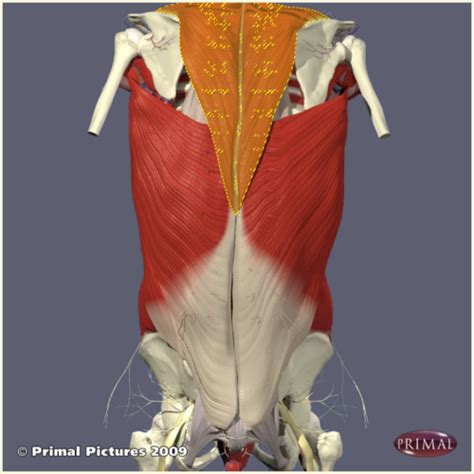 Muscles Connecting The Upper Extremity Go The Vertebral Column