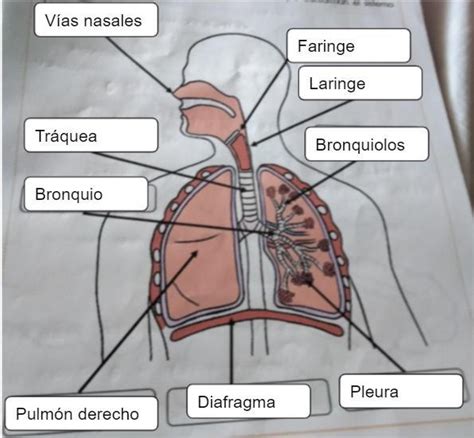 escribe el nombre de cada uno de los órganos que forman el sistema
