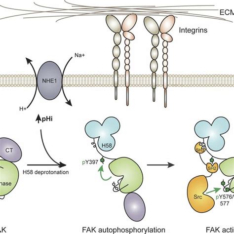 Overview Of FAK Structure And Activation A FAK Schematic Depicted
