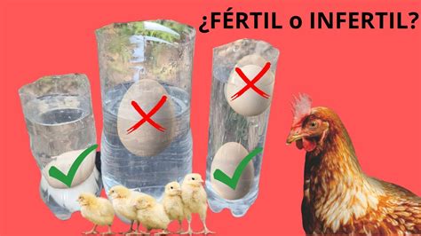Como Saber si Un Huevo de Gallina es Fértil Seleccionar los Huevos