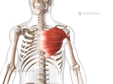 Muscles Of Left Pectoral Girdle BioDigital Anatomy