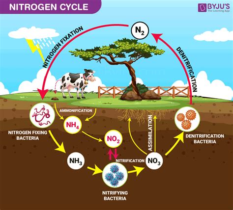 Nitrogen Cycle Explained Definition Stages And Importance