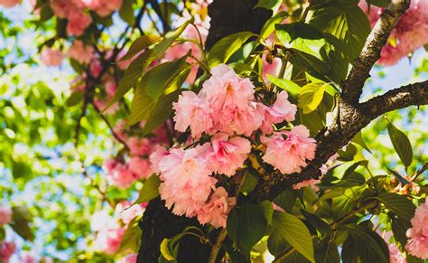 Fr Hling Blume Natur Kostenloses Foto Auf Pixabay Pixabay