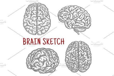 Brain Sketch Diagram At Paintingvalley Explore Collection Of