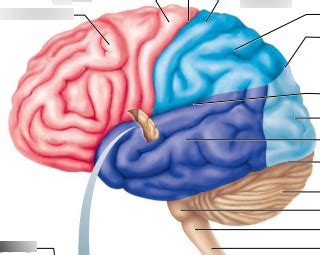 Lobes And Sulci Of The Cerebrum Diagram Quizlet