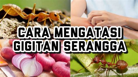 TIPS CARA MENGATASI GIGITAN SERANGGA SEMUT RANG RANG BAHAYA GAK