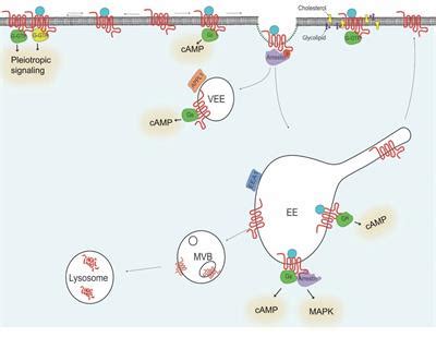G Protein Coupled Receptor Telegraph