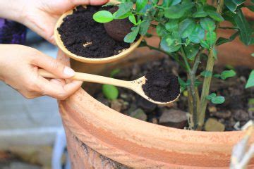 Obstbäume düngen Wann und womit macht man s