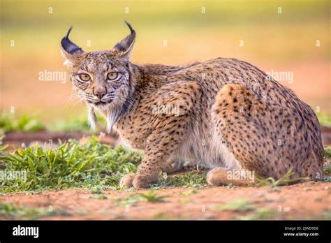El Lince Ib Rico Lynx Pardinus Es Una Especie De Gato Silvestre