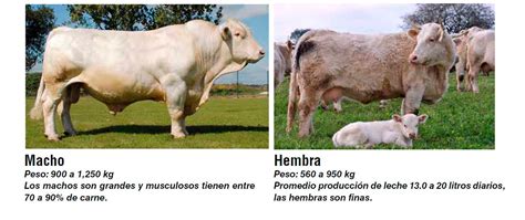 Principales Razas Bovinas Para Carne Y Doble Prop Sito En M Xico Bm