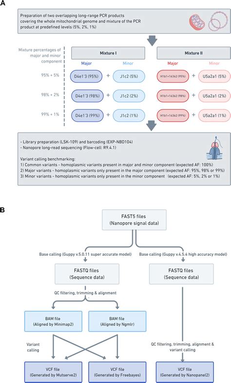 frontiers benchmarking low frequency variant calling with long read data on mitochondrial dna