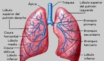 Pulmones Anatomía Pulmones Pulmones anatomia