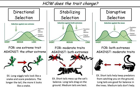 disruptive selection definition and examples
