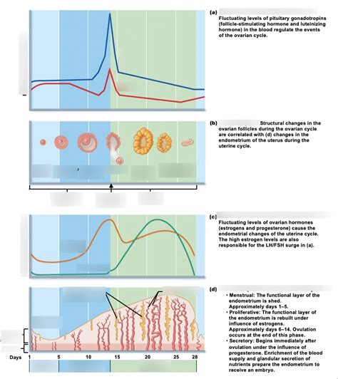 Menstrual Cycle Diagram Quizlet