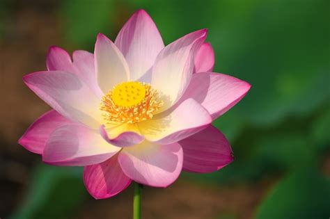 Premium Photo Beautiful Pink Lotus Flower In Blooming