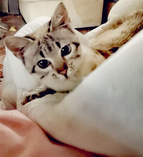 Mi Mejor Amigo De Cuatro Patas