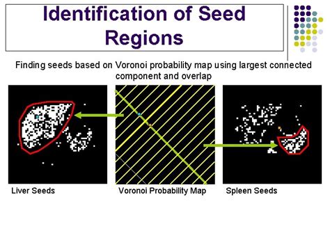 Project Voronoi Probability Maps For Seed Region