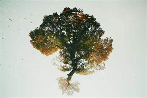 Premium Photo A Tree Is Reflected In A Puddle Of Water