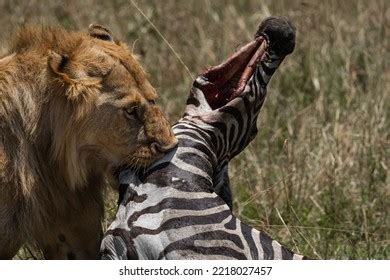 Male Lion Eating Zebra Stock Photo 2218027457 Shutterstock