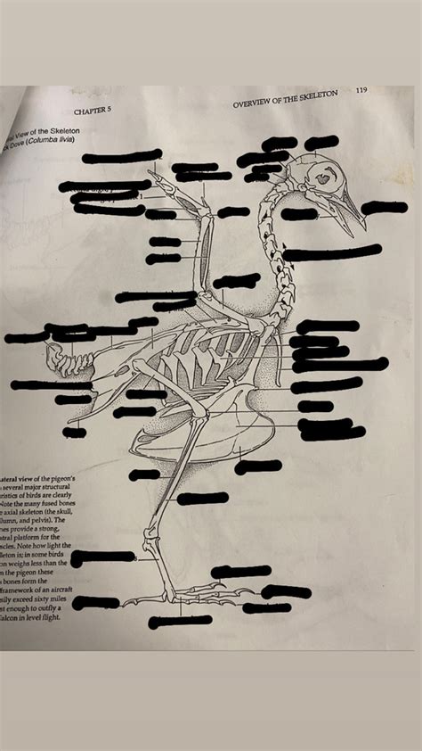 Skeletal System Ornithology Diagram Quizlet